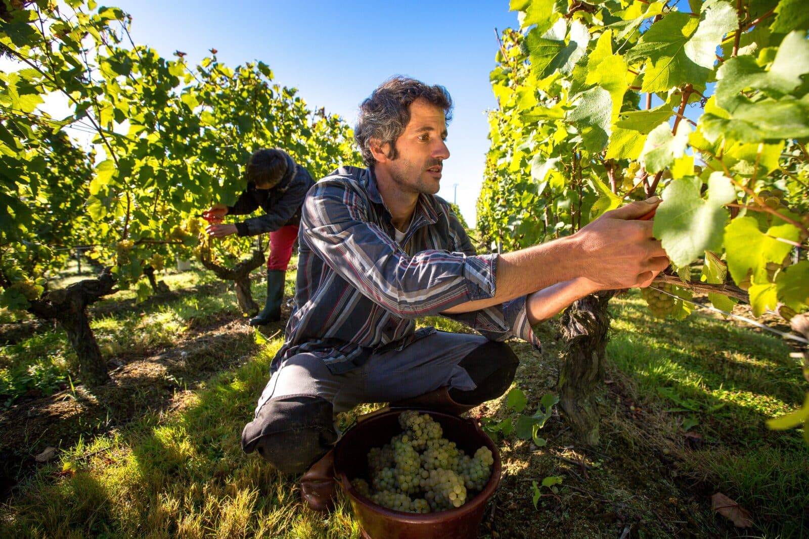 Domaine de la Barbiniere - Ungrafted Selections